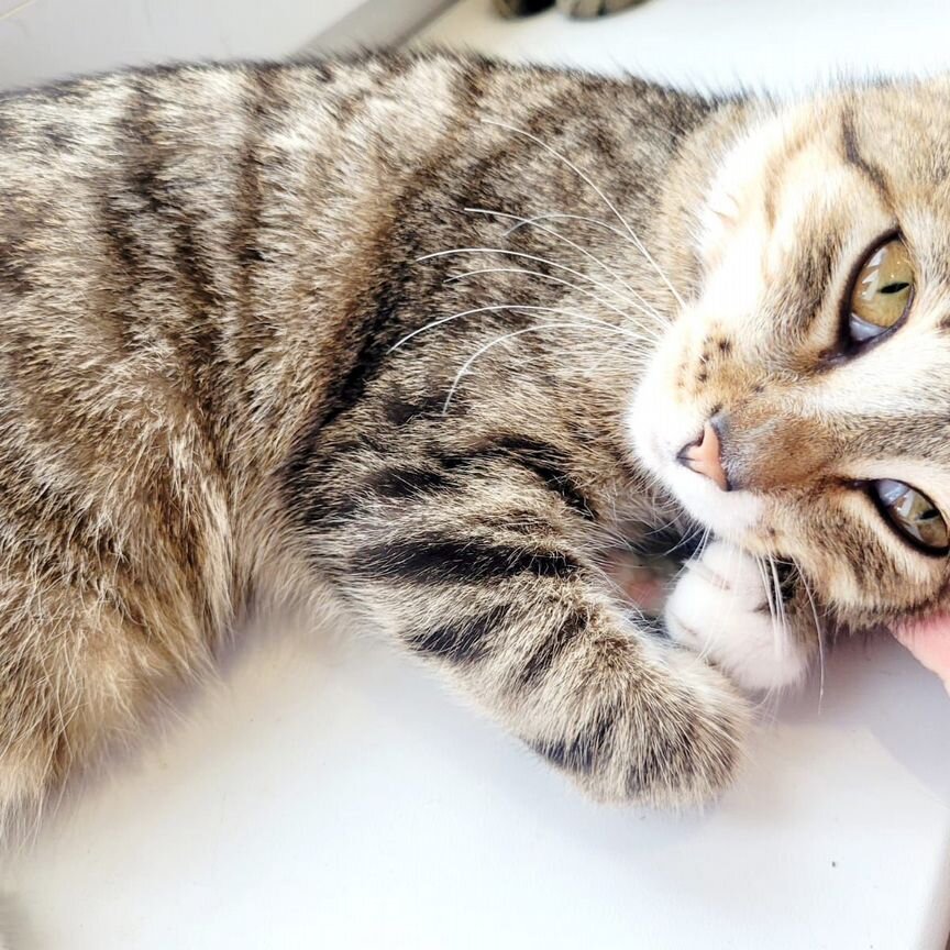 Котёнок, девочка, в заботливые ручки