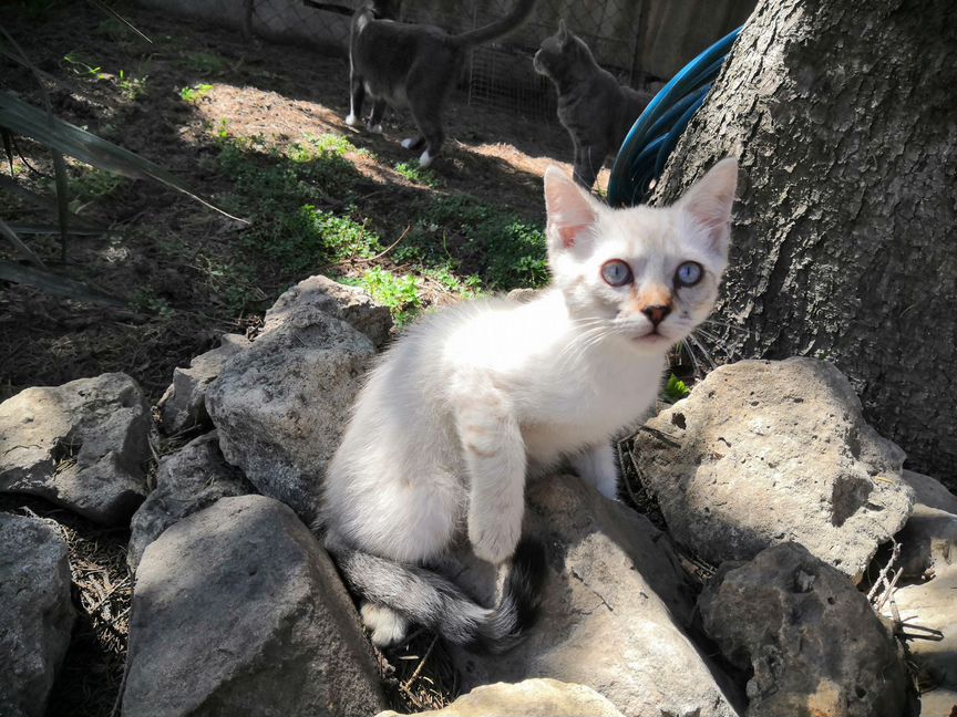 Котик
