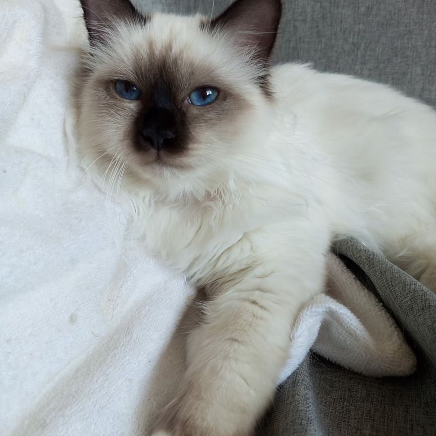 Священная бирма-девочка