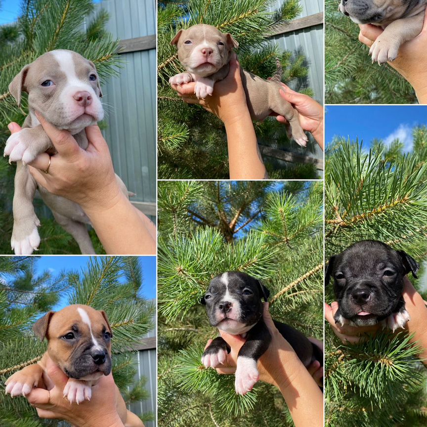 Щенки американский булли покет