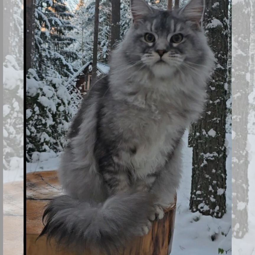 Мейн-кун котёнок