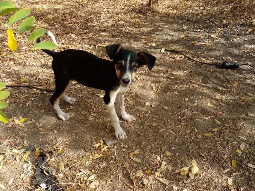 Отдам бесплатно в добрые руки