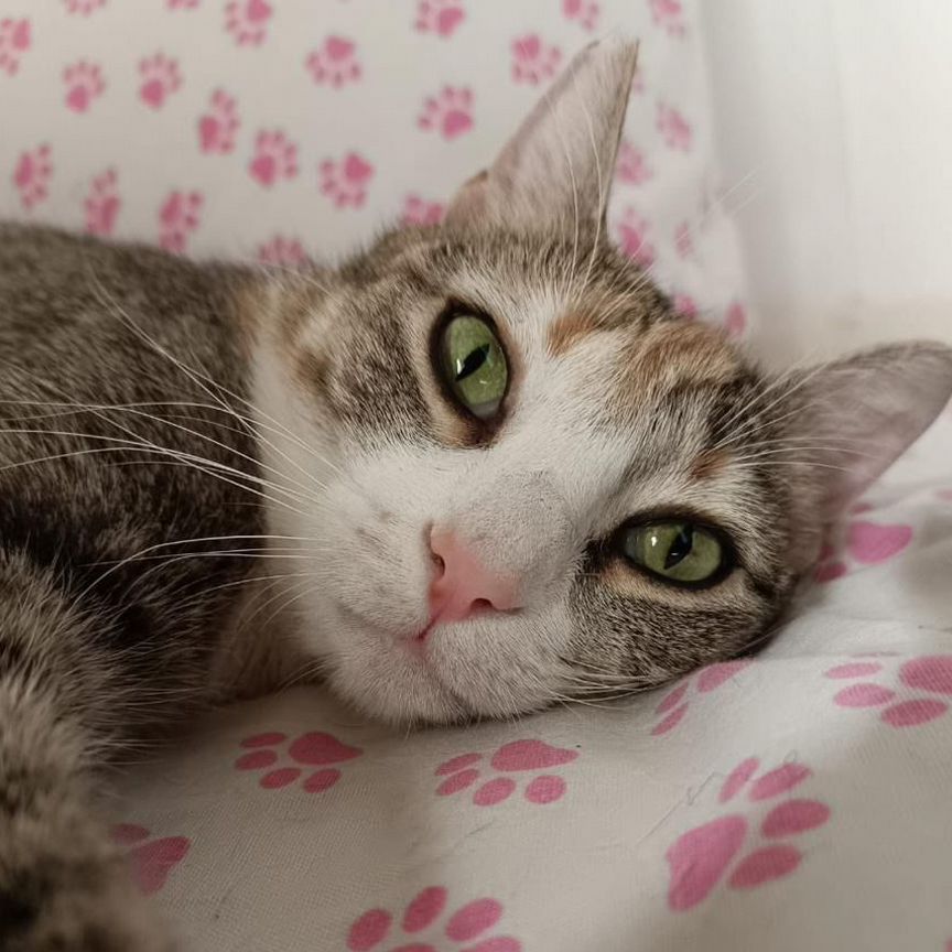 Взрослая, кошка в добрые руки