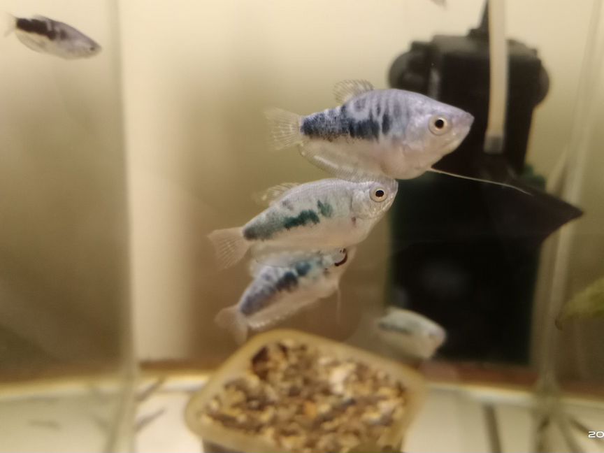 Гурами мраморный