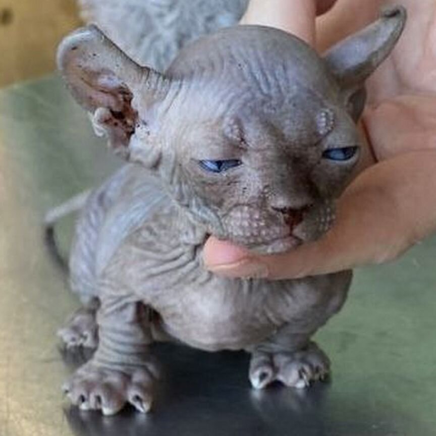 Котенок двэльф
