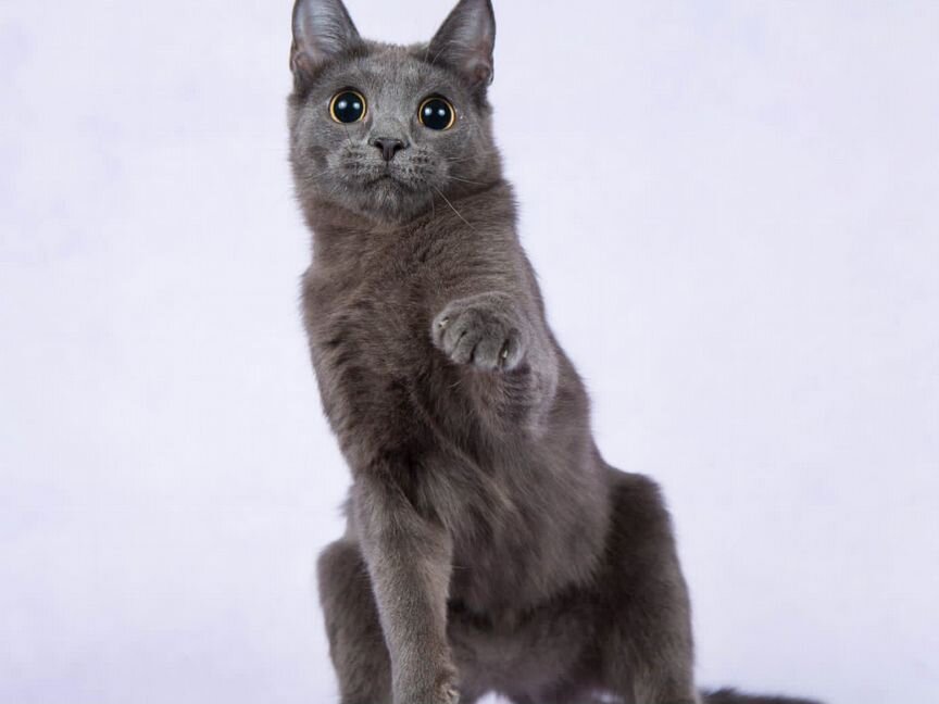 Русская голубая девочка лиля