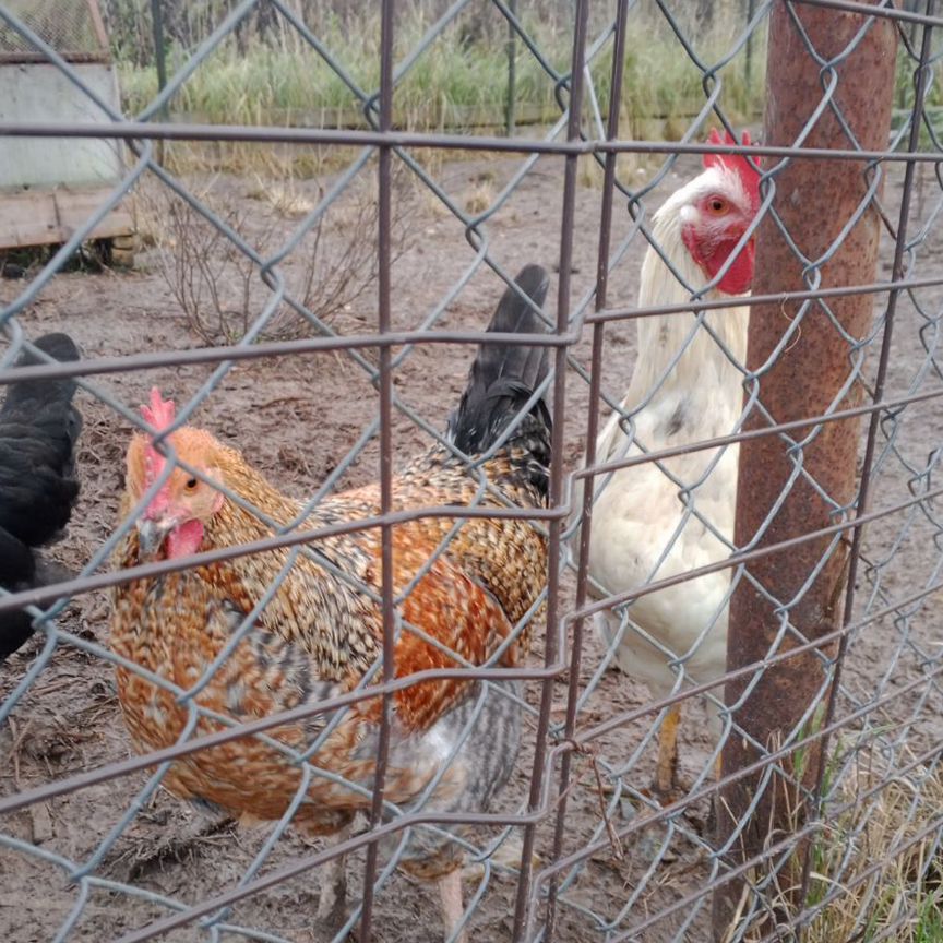 Петух молодой домашний