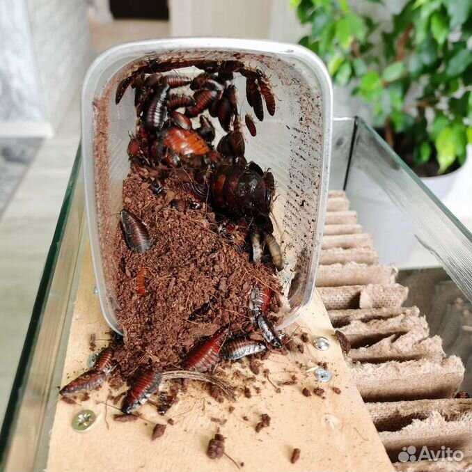 Мадагаскарские тараканы