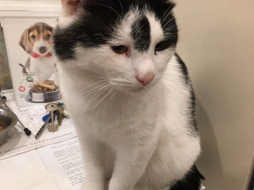 Кот