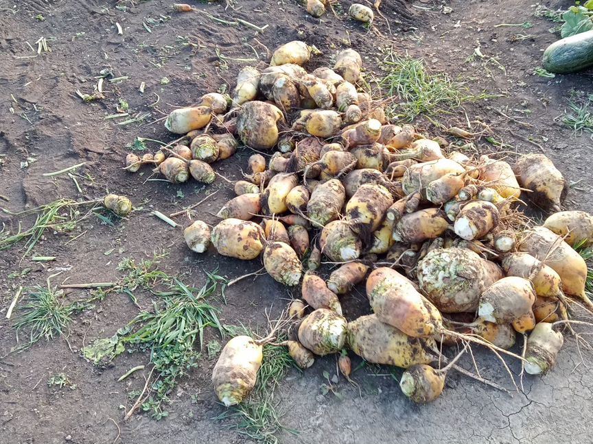 Корма для животных