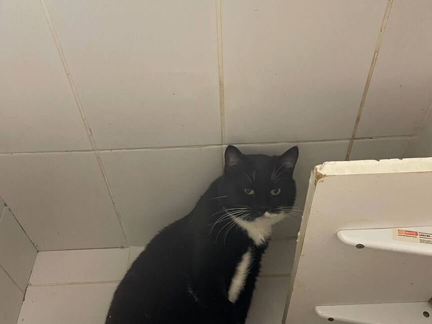 Котик ищет дом