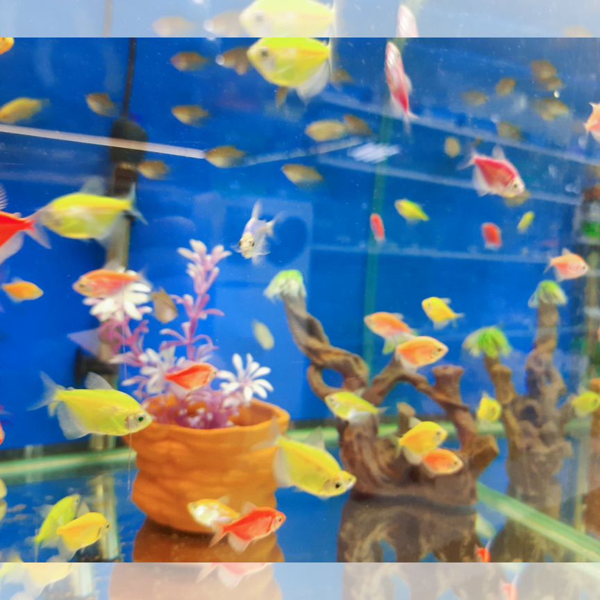 Аквариумные рыбки и красноухие черепахи