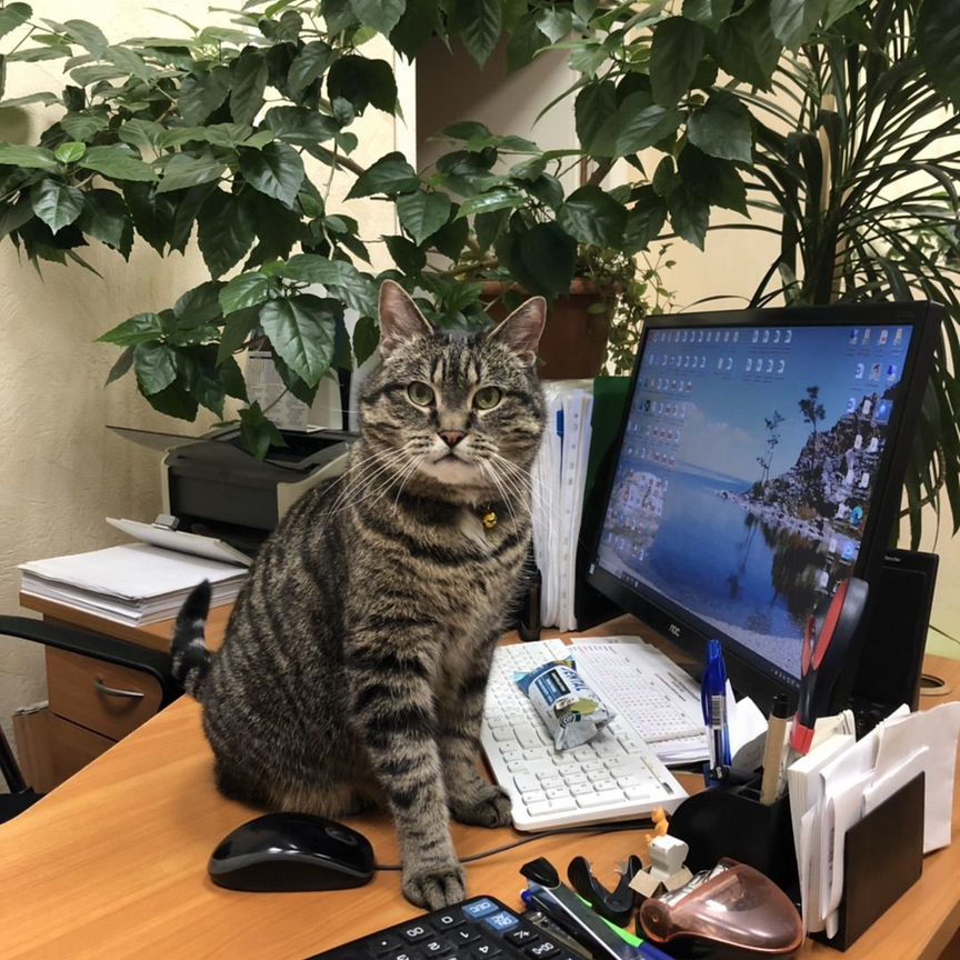 Кот в добрые руки