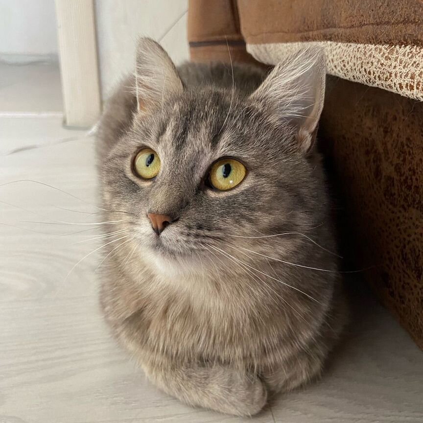 Кошки в добрые руки