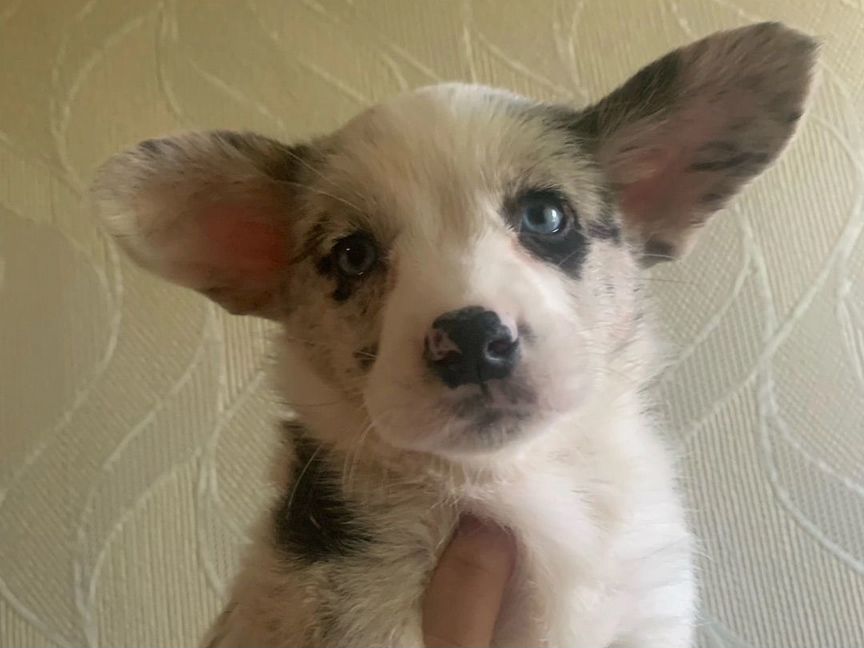 Щенки вельш корги кардиган