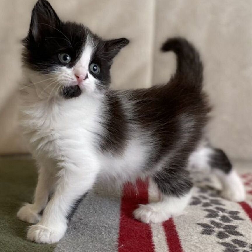 Котёнок в добрые руки