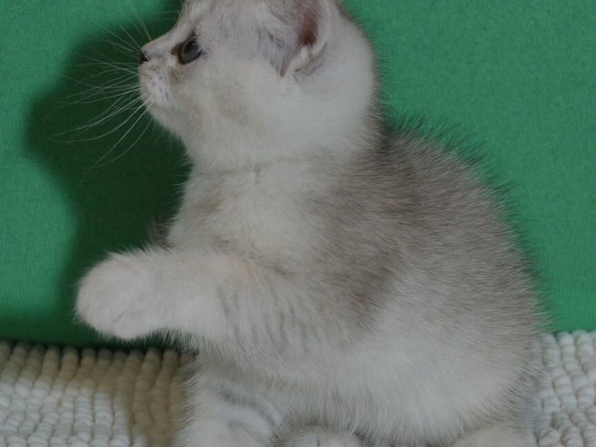 Британские красивые котята