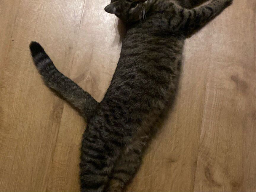 Кошка бесплатно. Лояльна к собакам
