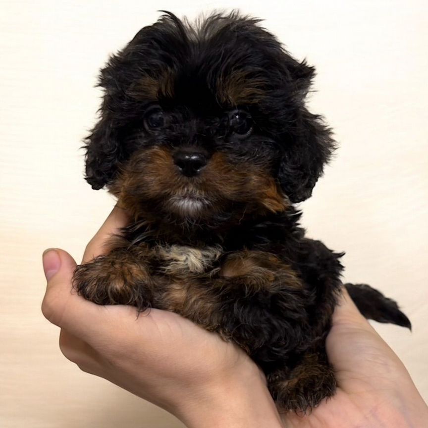 Мальтипу, щенок