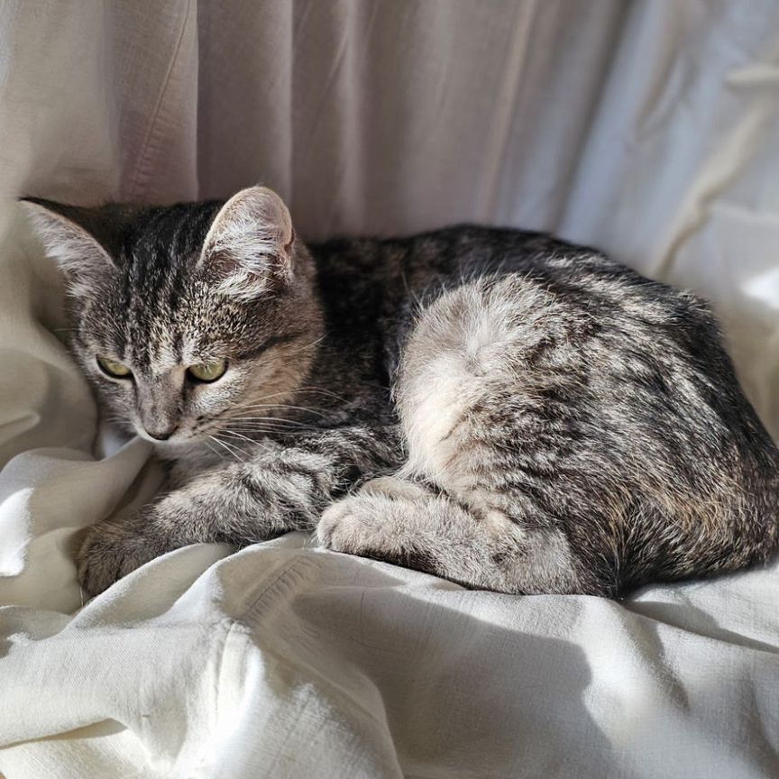 Котенок подросток в дар