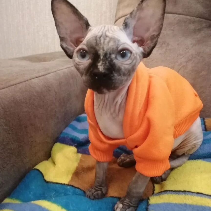 Канадский сфинкс котёнок