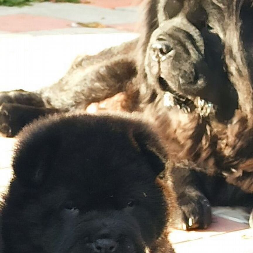 Щенки чау-чау смуф