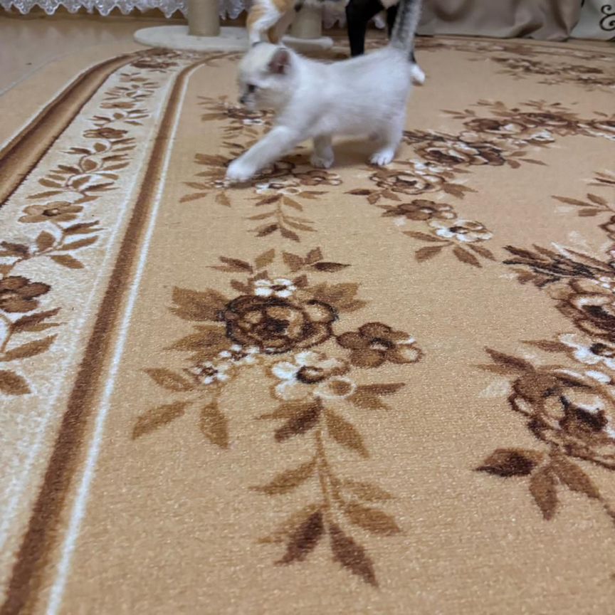 Котята в добрые руки приучены к лотку