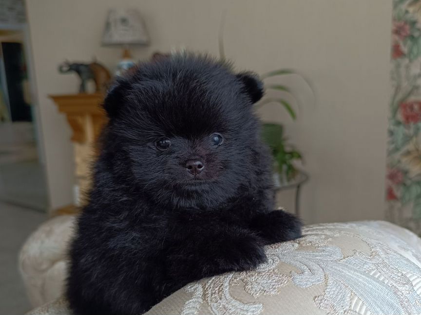 Собака померанский шпиц