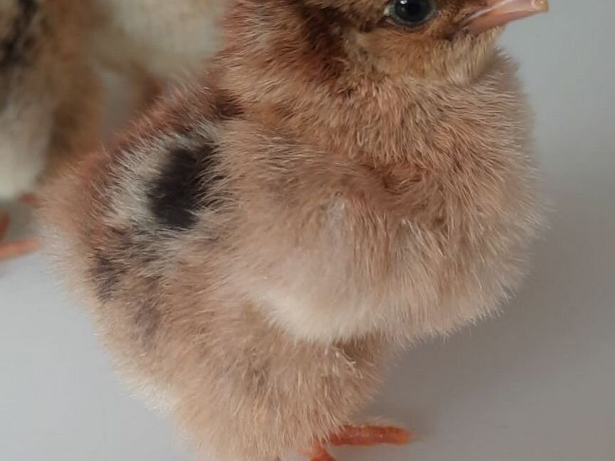 Инкубационное яйцо брама куропатчатая