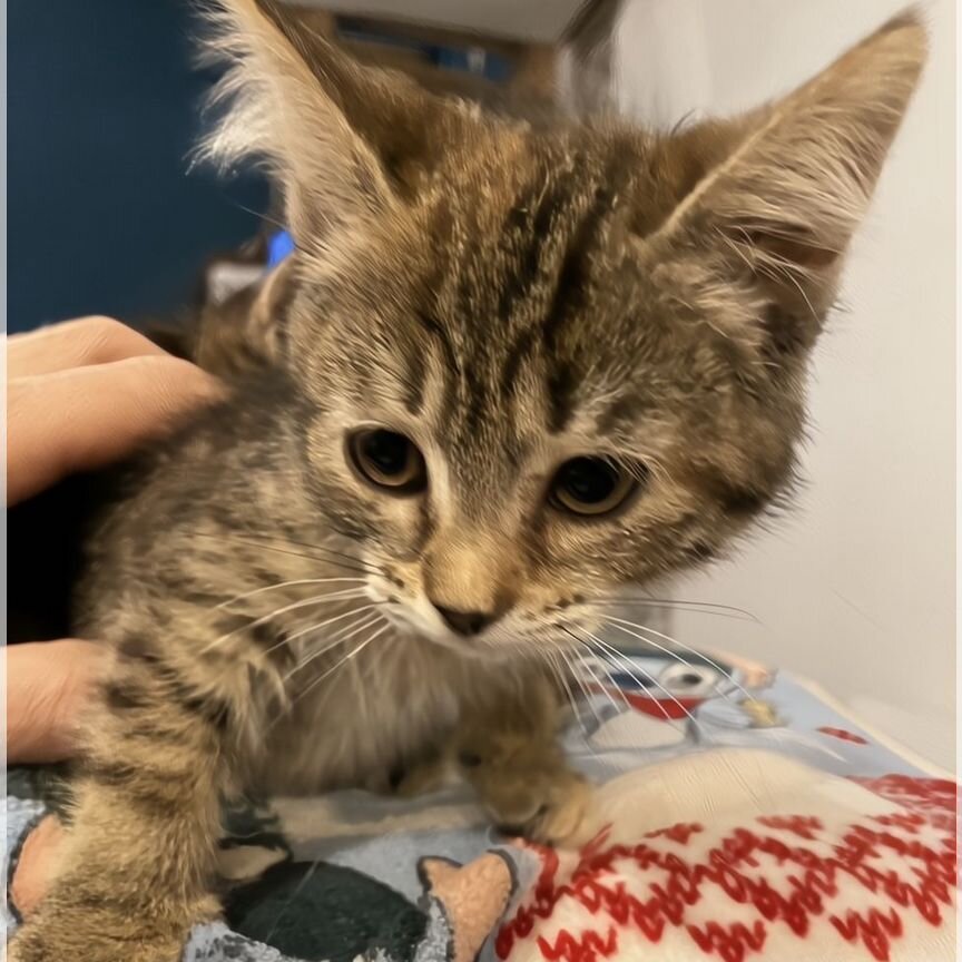 Котёнок в добрые руки