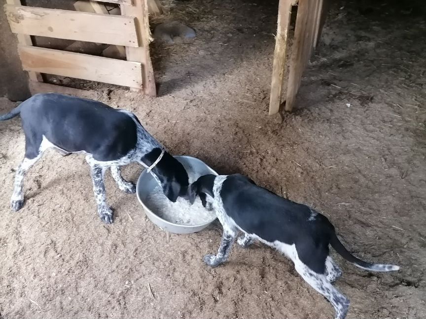 Щенки курцхара