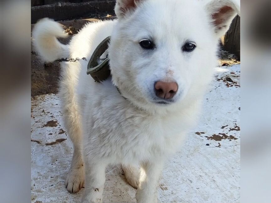 Собака в добрые руки