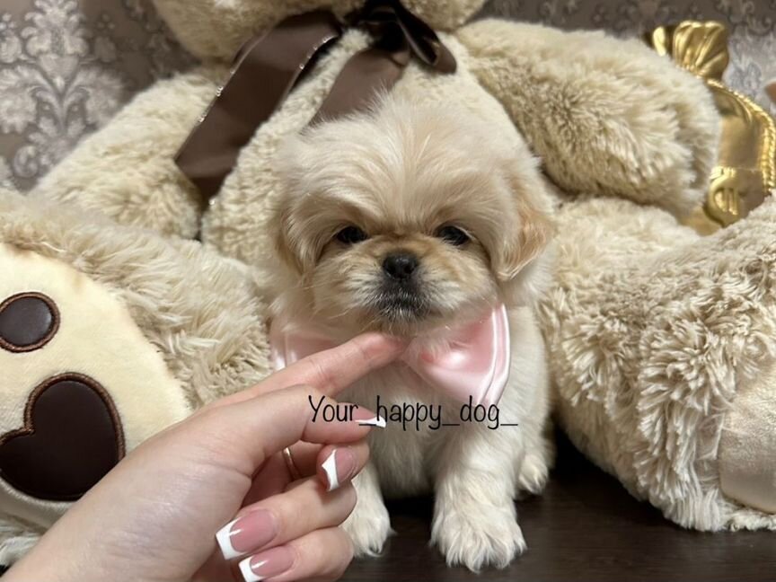 Пекинесик Мальчик