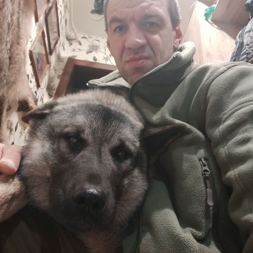 Норвежская лайка элкхаунд