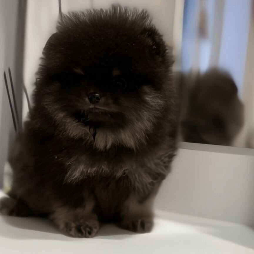 Померанский шпиц, щенок