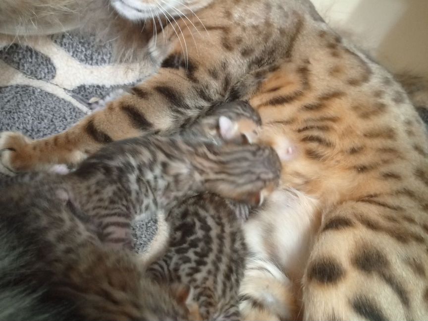 Бенгальская