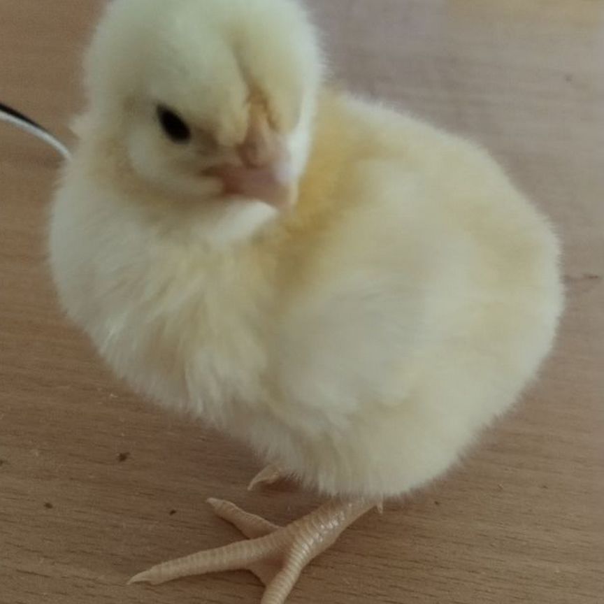 Цыплята суточные несушки