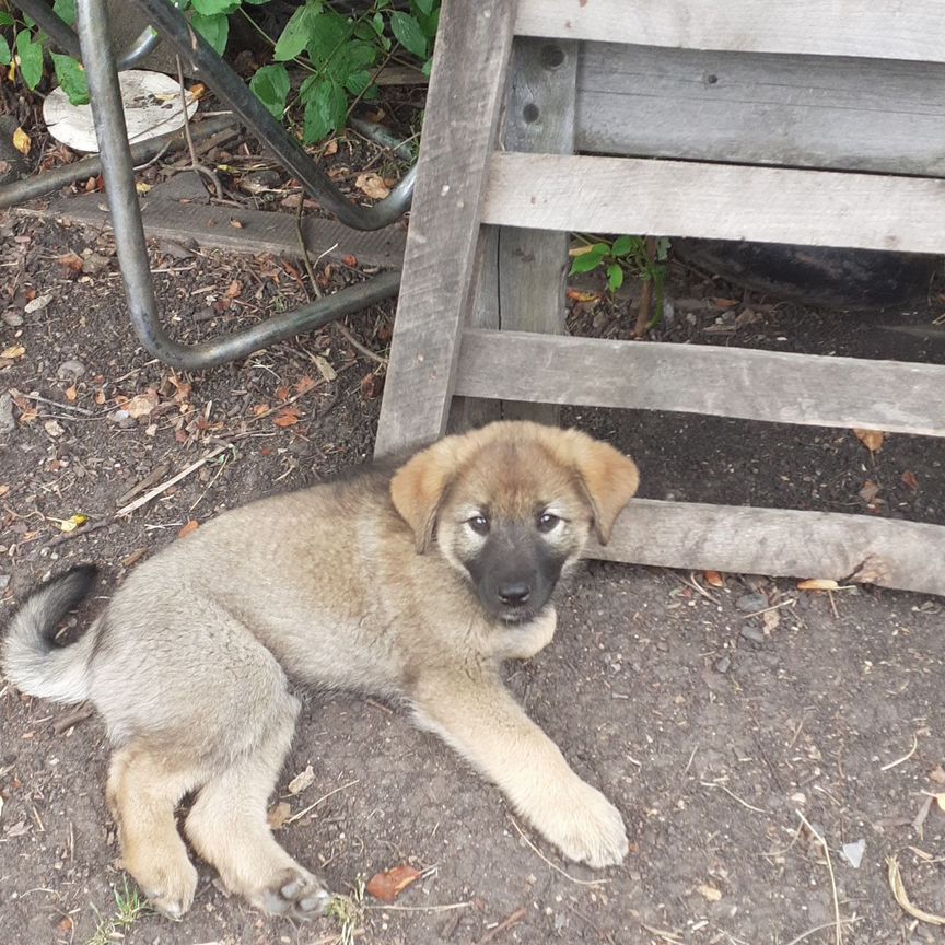 Собака в добрые руки