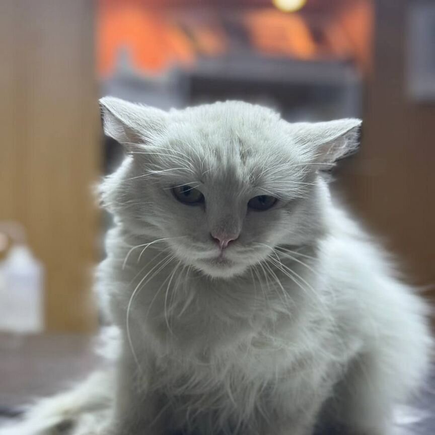 Кошечка в добрые руки