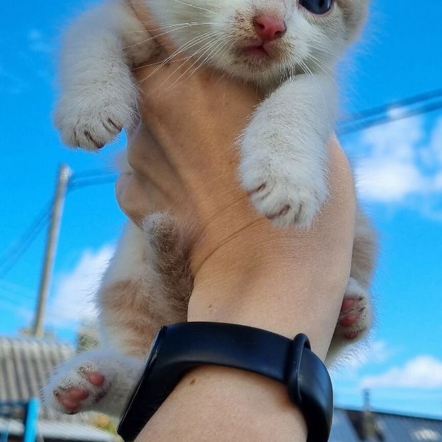 Котёнок ищет дом