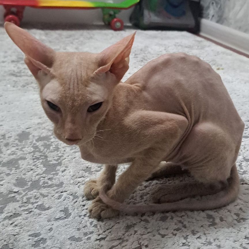 Донской сфинкс котёнок