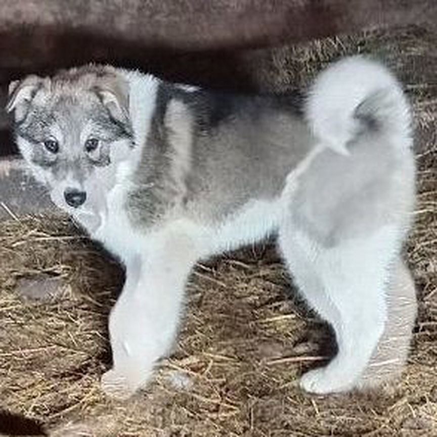 Западносибирская лайка, щенок