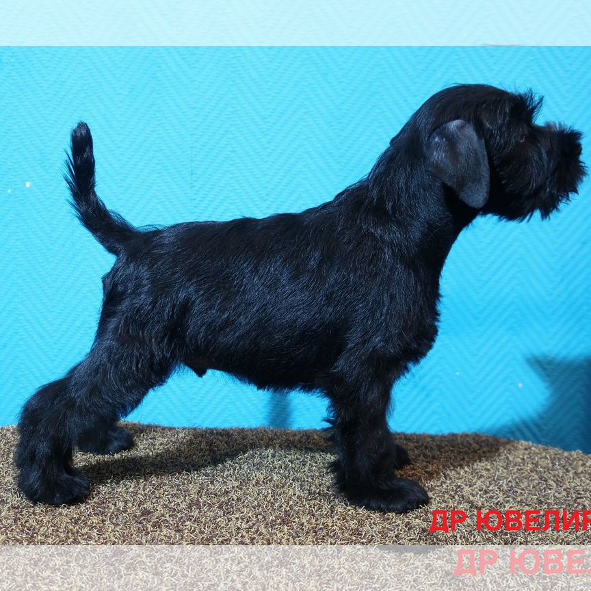 Цвергшнауцер, щенок