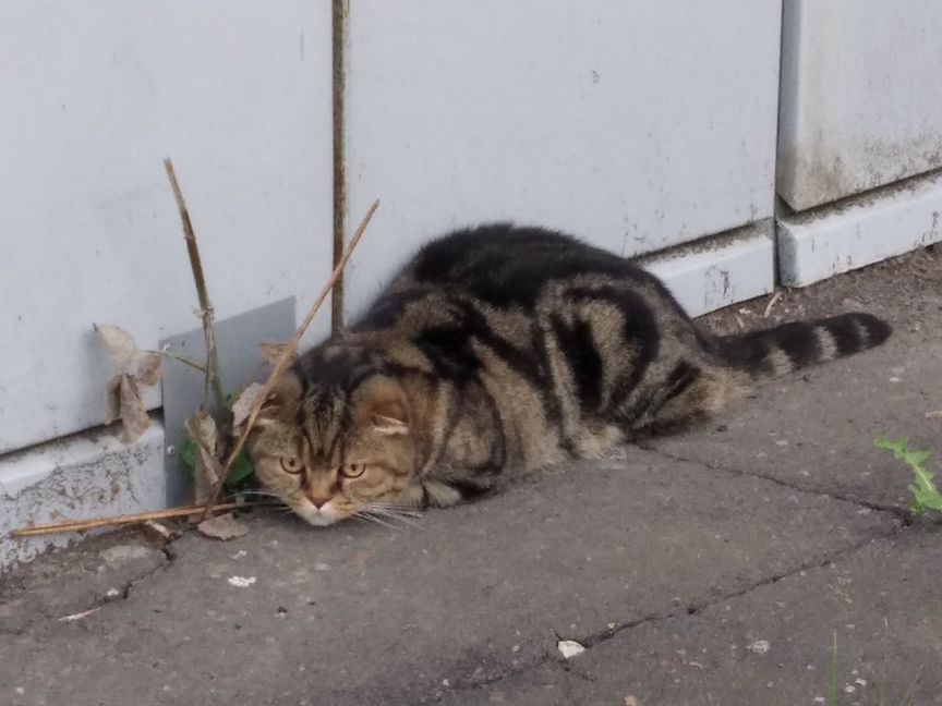 Отдам кота в добрые руки
