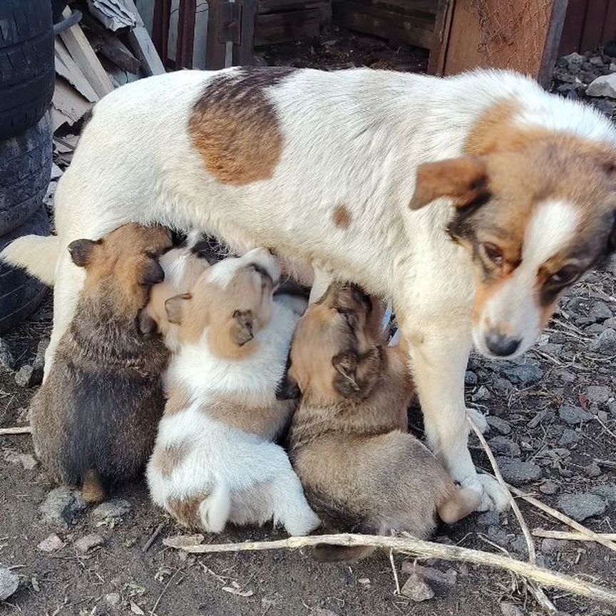 Щенок в добрые руки