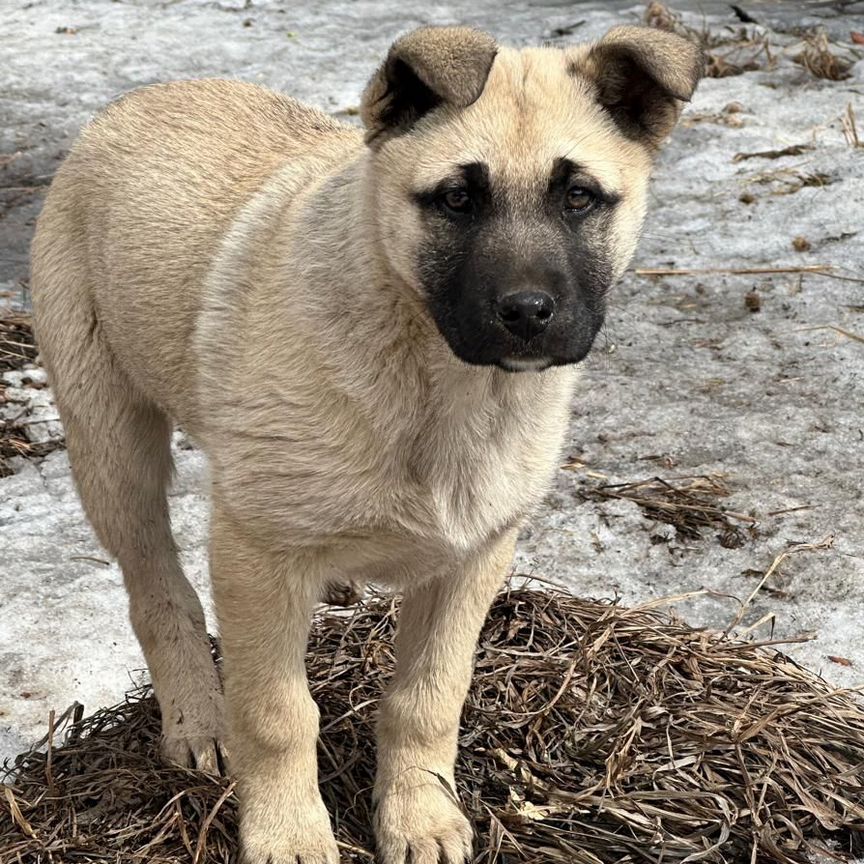 Щенок в добрые руки