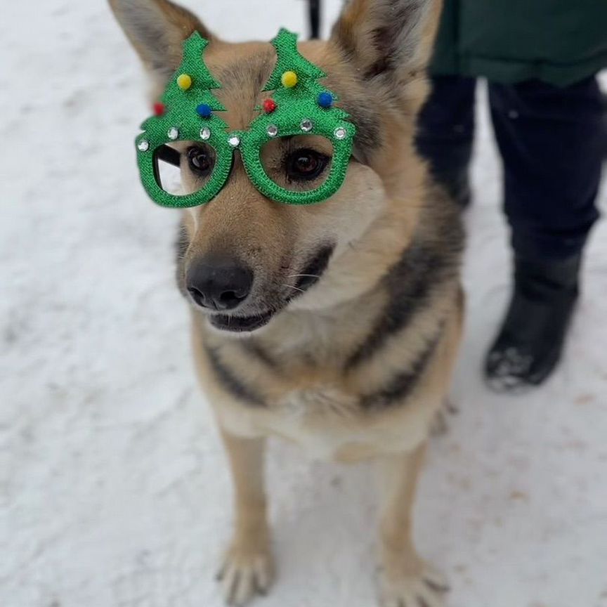 Новогоднее чудо ищет своих родителей
