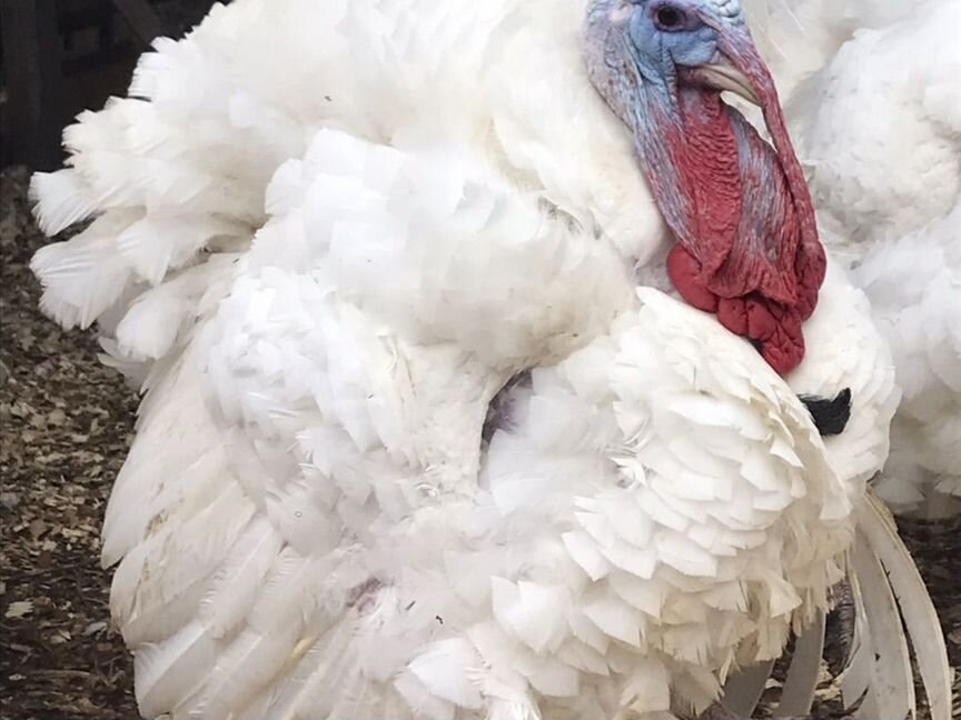 Индюки биг 6
