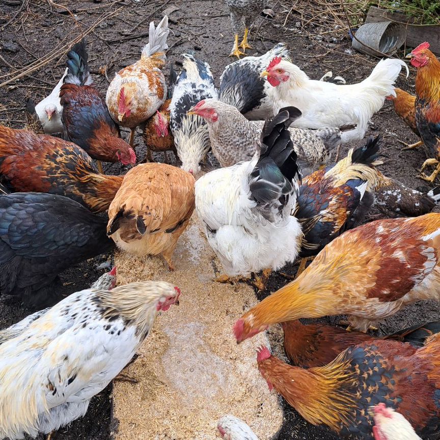 Продам петушков