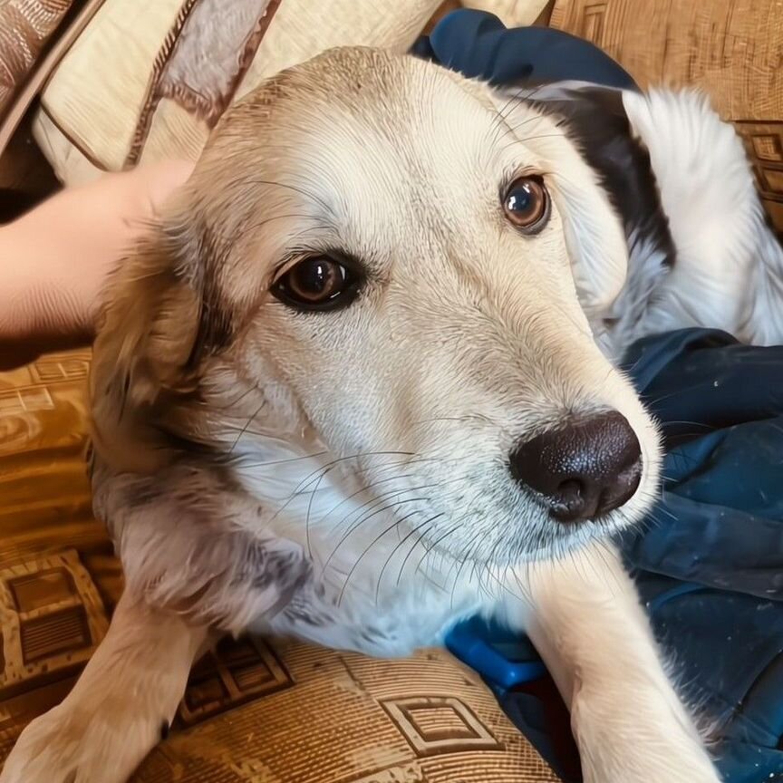 Щенок в добрые руки